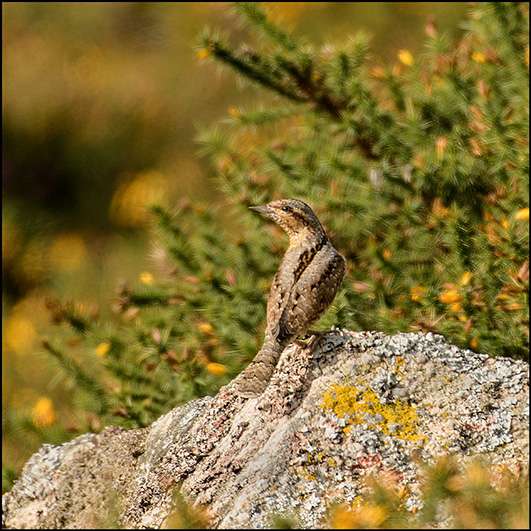 Wryneck at twixt Aish tor and Mel tor, Dartmoor by Ron Champion - Devon ...