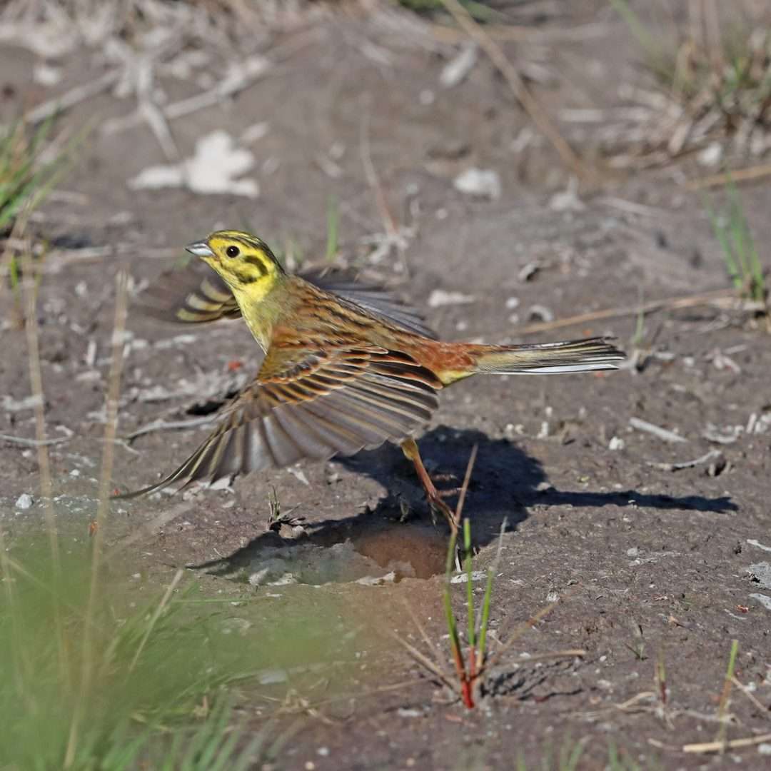 Yellow Hammer at Heathfield by Steve Hopper - Devon Birds