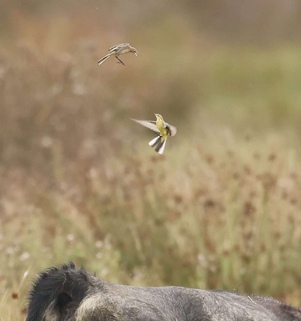 Yellow Wagtail at RSPB Bowling Green Marsh by Steve Hopper - Devon Birds