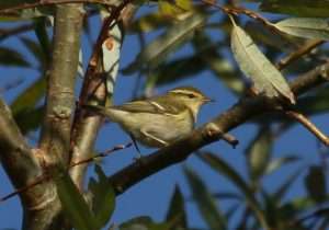 Yellow-browed Warbler at Clennon Valley by Chris Protor - Devon Birds