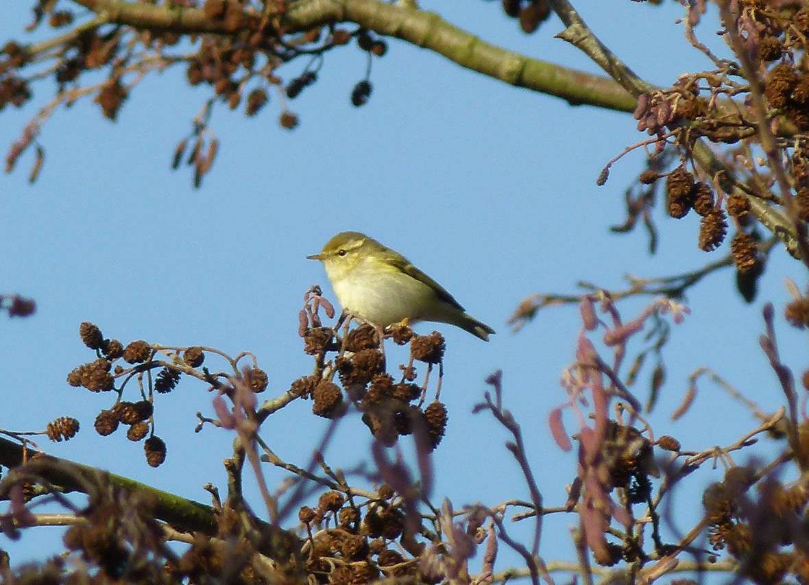Yellow-browed Warbler at Broadsands by Mike Langman - Devon Birds