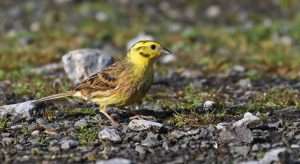 Yellowhammer at Broadsands, Torbay by Christopher Lake - Devon Birds