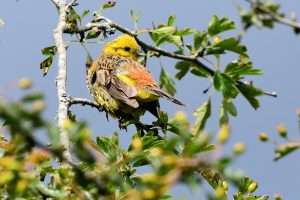 Yellowhammer at Roborough Down by Greg Bradbury - Devon Birds