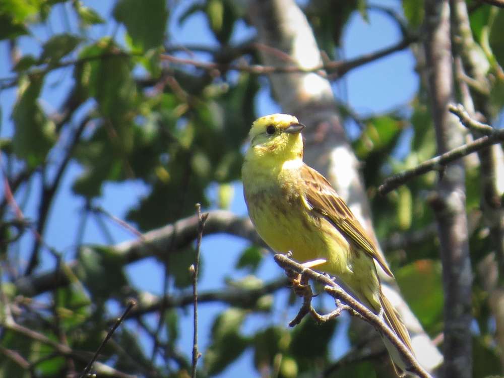 Yellowhammer at Hunters Path nr Drewsteignton by Ian Muir - Devon Birds