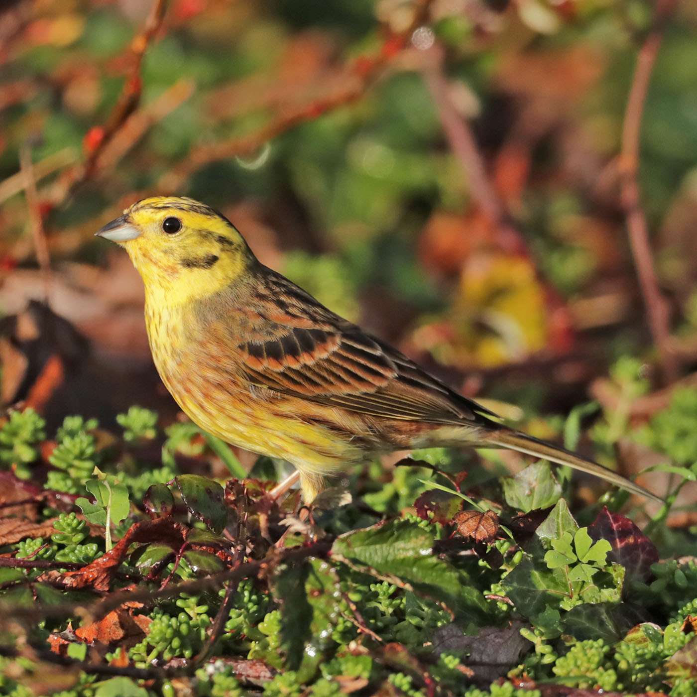 Yellowhammer at Broadsands by Steve Hopper - Devon Birds