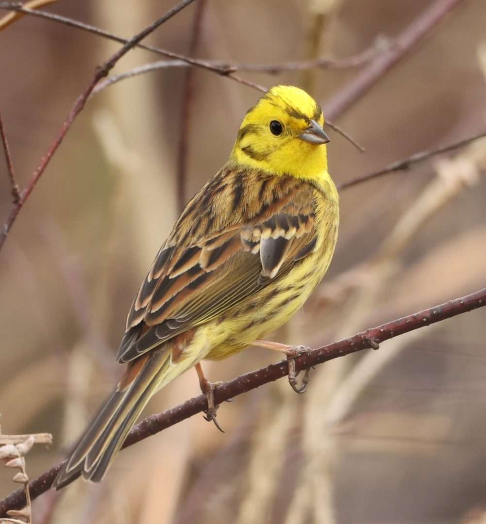 Yellowhammer at Ideford Common by Steve Hopper - Devon Birds