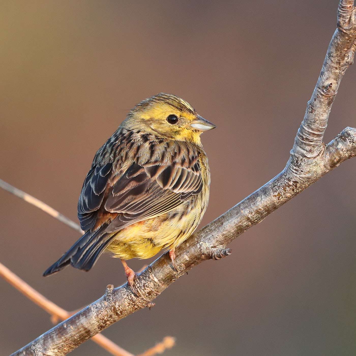 Yellowhammer at South Brent by Steve Hopper - Devon Birds