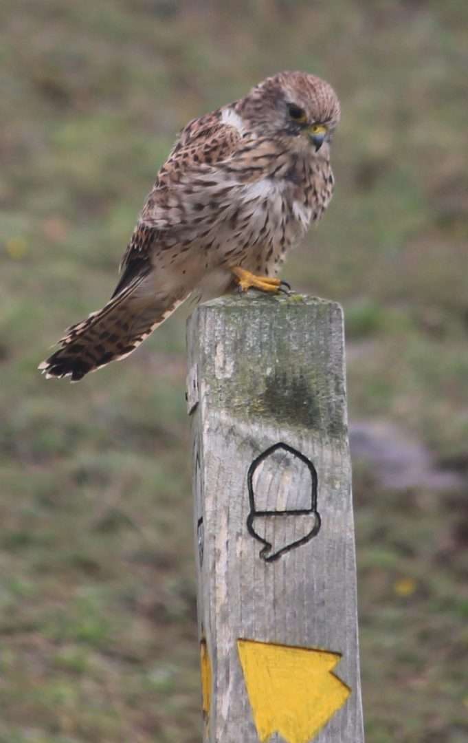 Young kestrel at Start Point by Chris Caseldine - Devon Birds