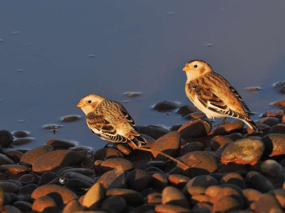 Gallery - Devon Birds
