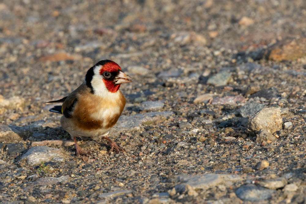 Goldfinch at Mount Batten by Malcolm Morrison - Devon Birds