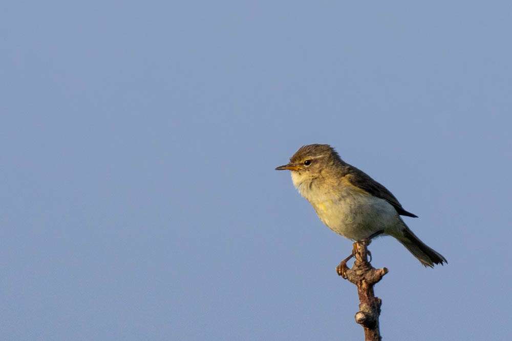 Chiffchaff at Jennycliff by Malcolm Morrison - Devon Birds
