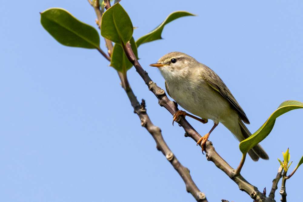 Willow Warbler at Roborough Down by Malcolm Morrison - Devon Birds