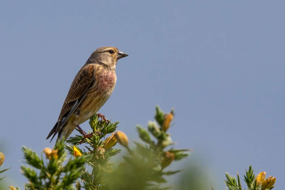 Linnet at Roborough Down by Malcolm Morrison - Devon Birds