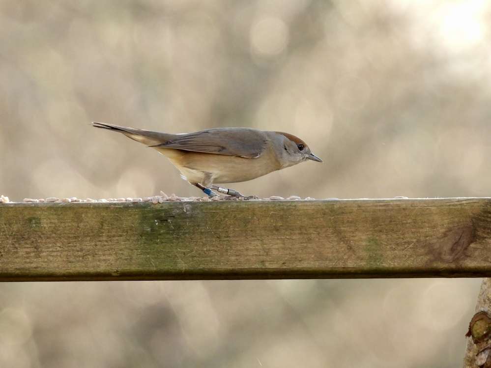 Gallery - Devon Birds