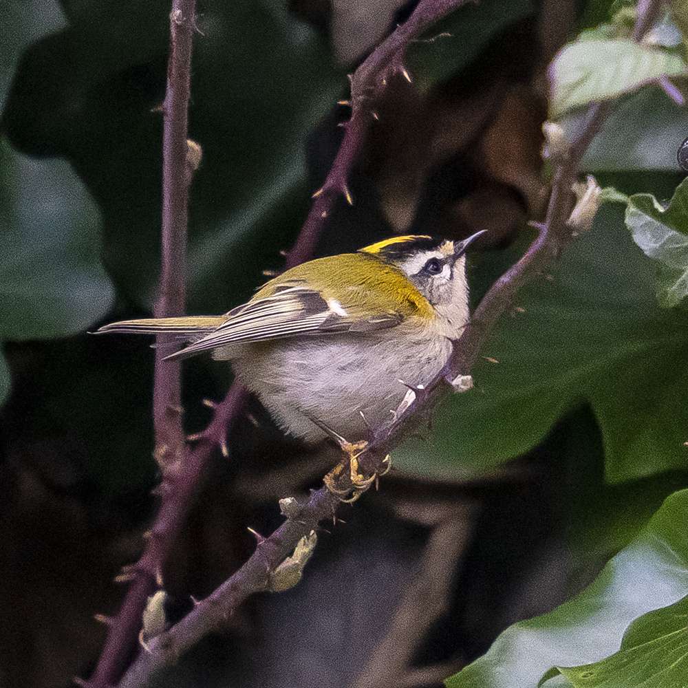 Gallery - Devon Birds