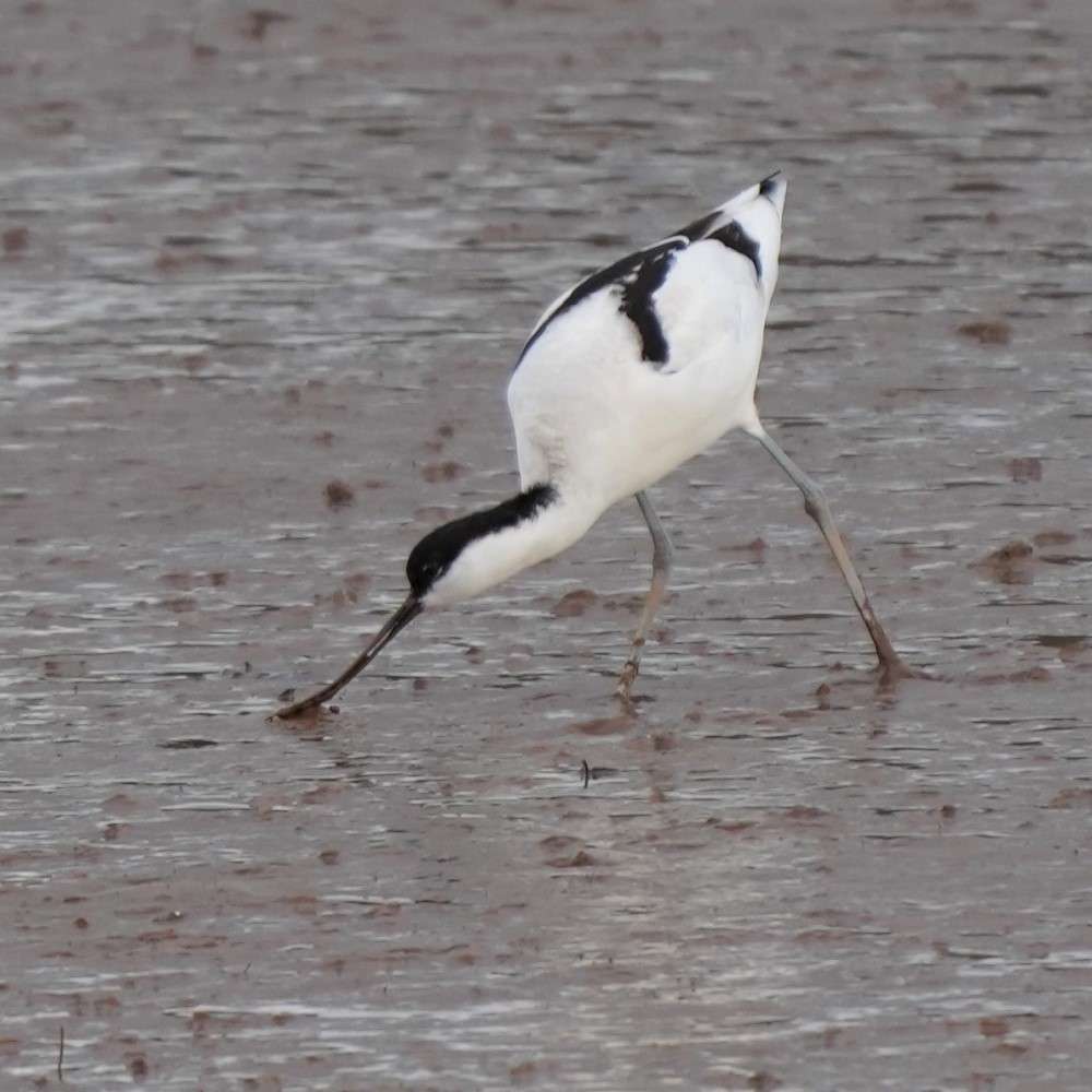 Gallery - Devon Birds