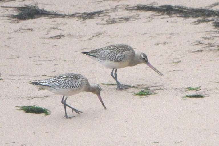 Bar-tailed Godwit at Exe Estuary by John Reeves - Devon Birds