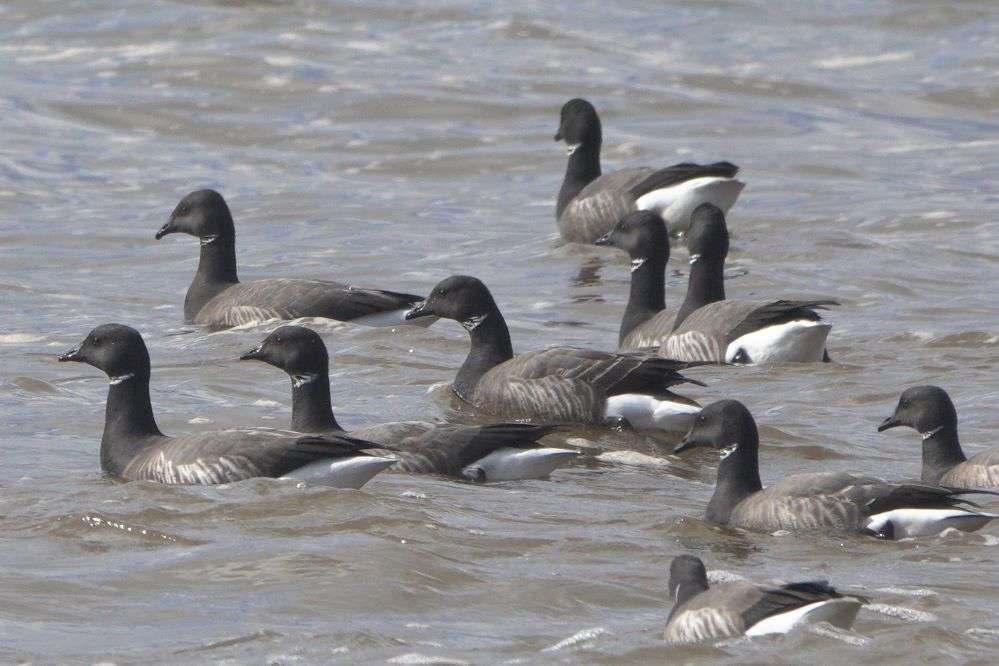 Brent Goose at Maer Rock, Exmouth by John Reeves - Devon Birds