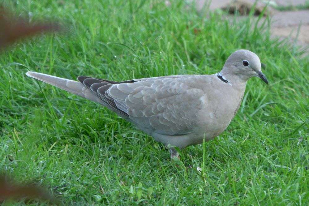 Collared Dove at Talaton by John Reeves - Devon Birds