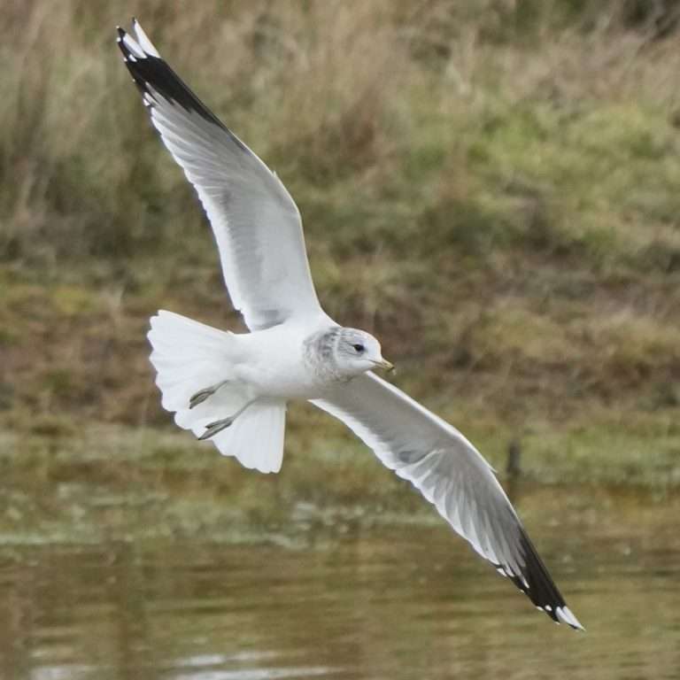 Common Gull at Skern by Paul Howrihane - Devon Birds
