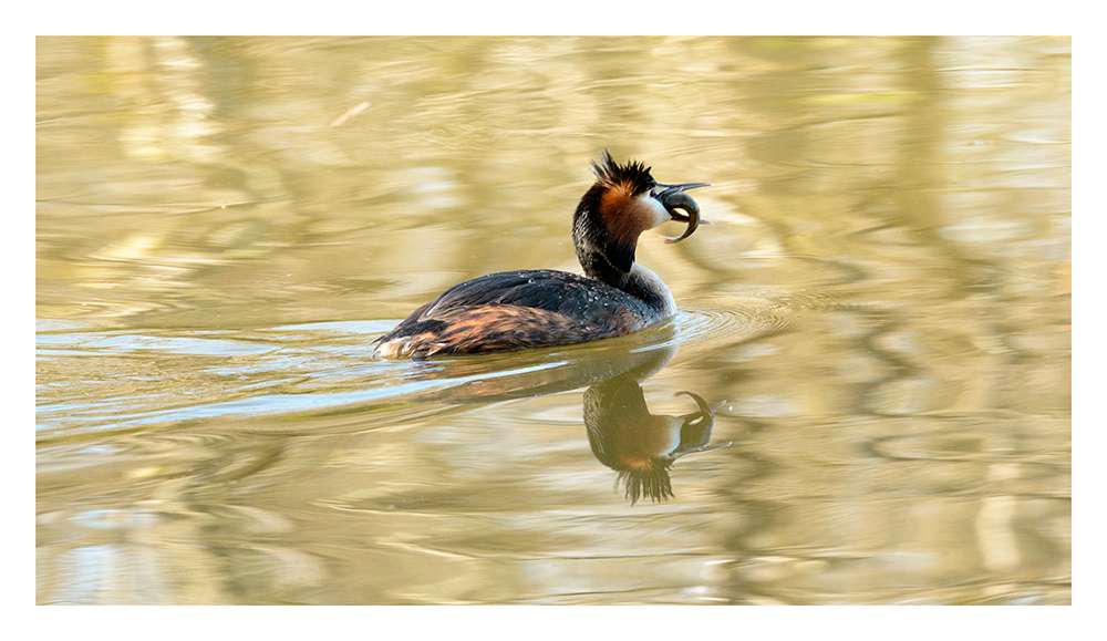 Great Crested Grebe at Stover Country Park by Ron Champion - Devon Birds