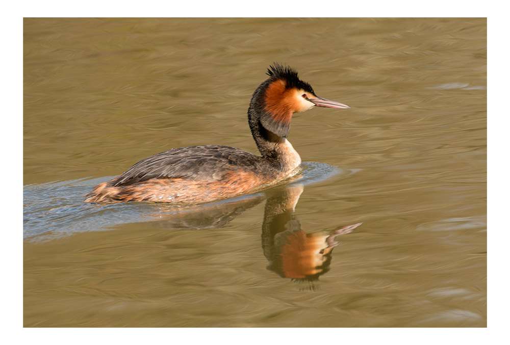 Great Crested Grebe at Stover Country Park by Ron Champion - Devon Birds