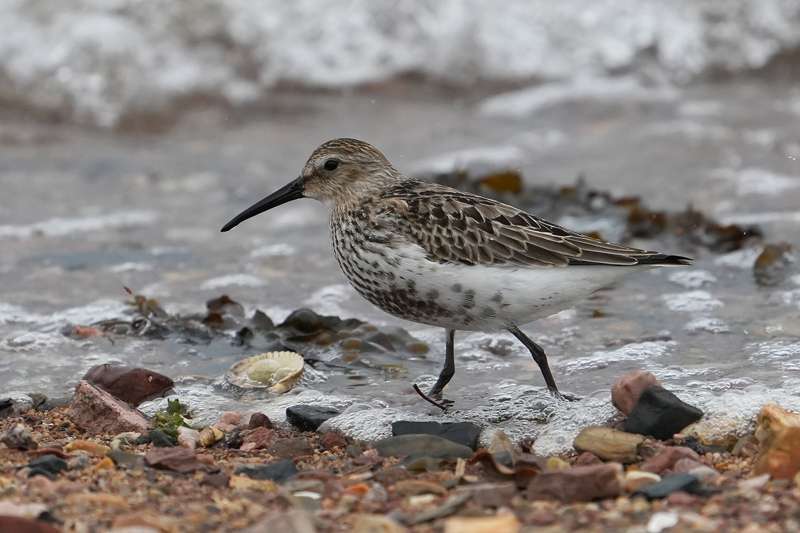 Dunlin at River Teign by Keith McGinn - Devon Birds