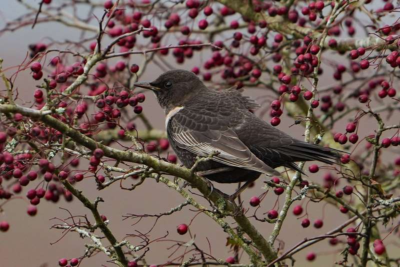 Ring Ouzel at Dartmoor by Keith McGinn - Devon Birds