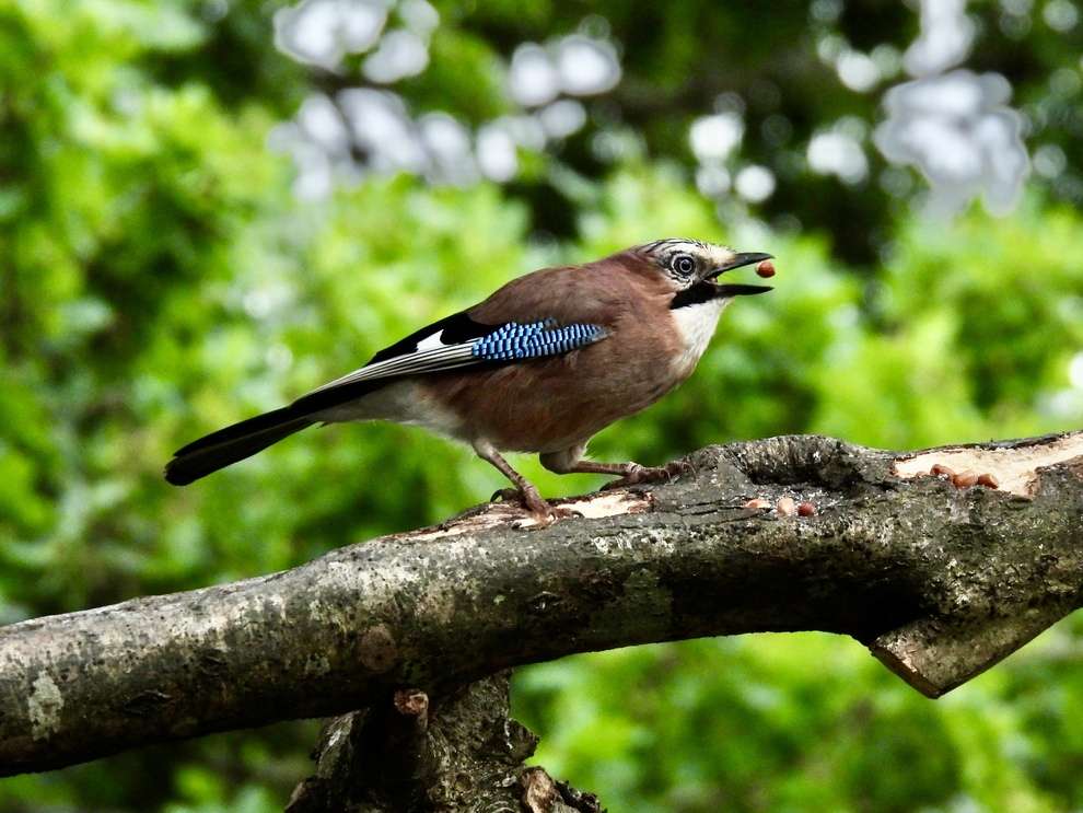 Jay at Ivybridge by Elizabeth Mulgrew - Devon Birds