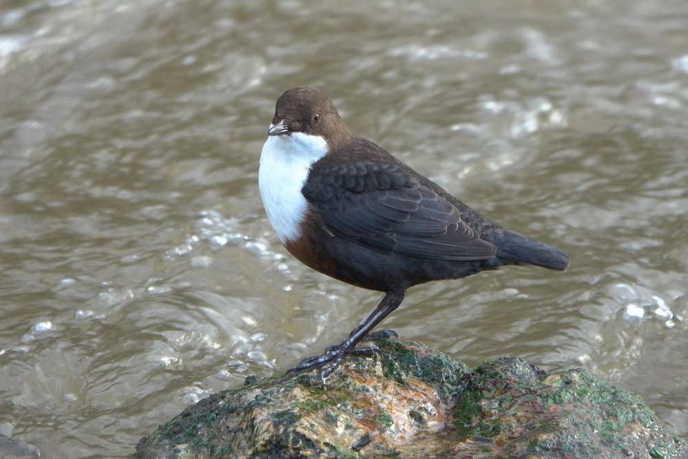 Dipper at River Otter, Fluxton Mill by John Reeves - Devon Birds