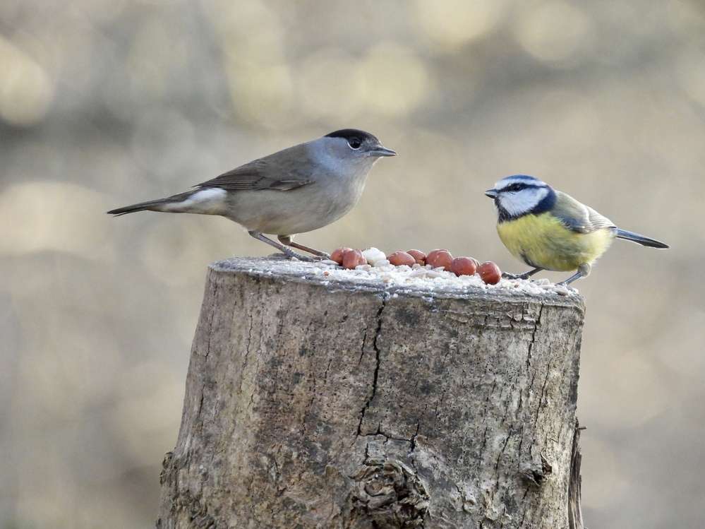 Gallery - Devon Birds