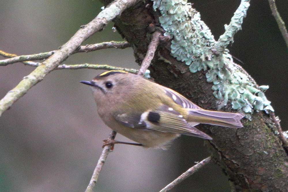 Goldcrest at River Otter, Ottery St Mary by John Reeves - Devon Birds
