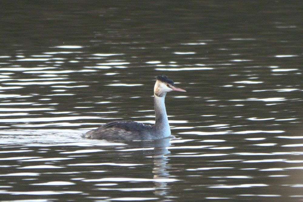 Great Crested Grebe at Widdicombe Ley by John Reeves - Devon Birds