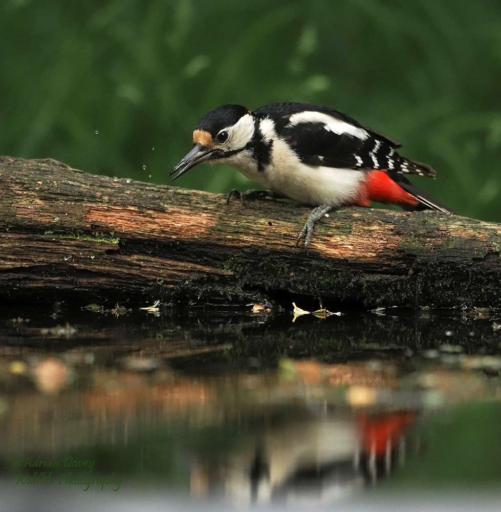 Great Spotted Woodpecker at Broadwoodwidger by Adrian Davey - Devon Birds