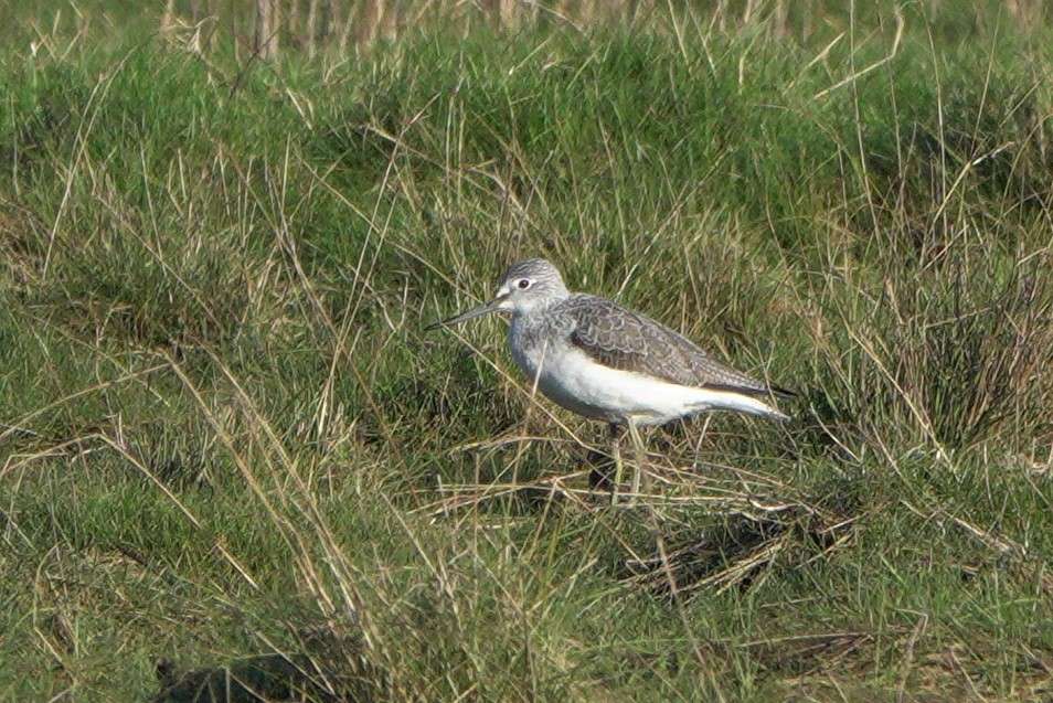 Greenshank at Colyford Common LNR by John Reeves - Devon Birds
