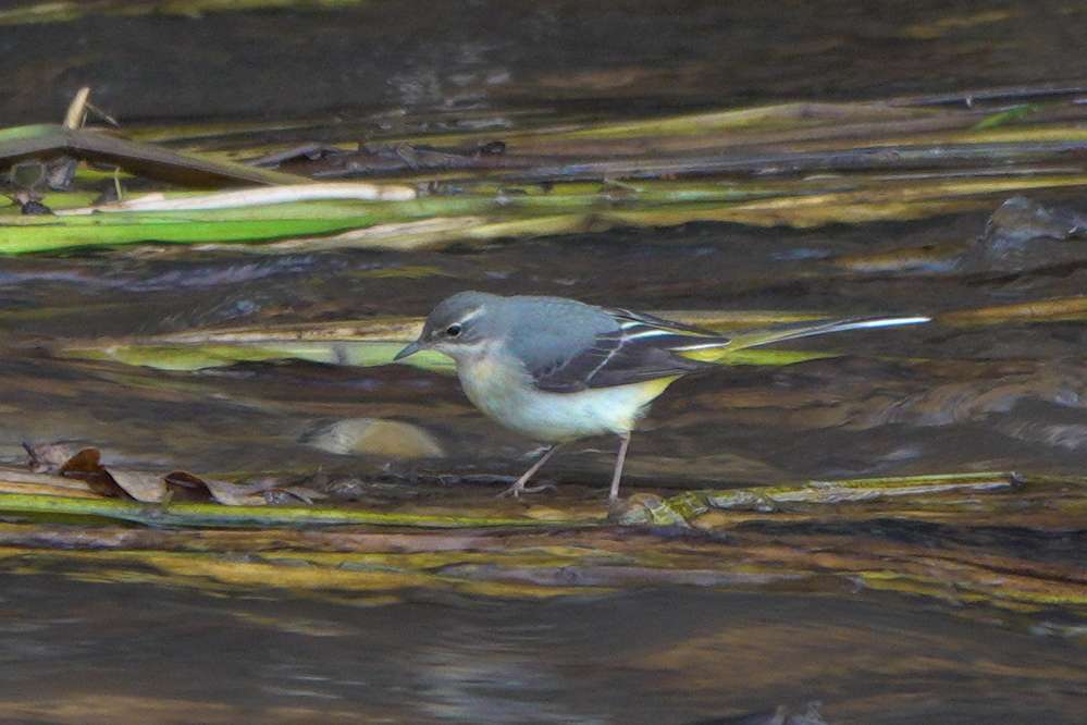 Grey Wagtail at River Otter, Fluxton Mill by John Reeves - Devon Birds