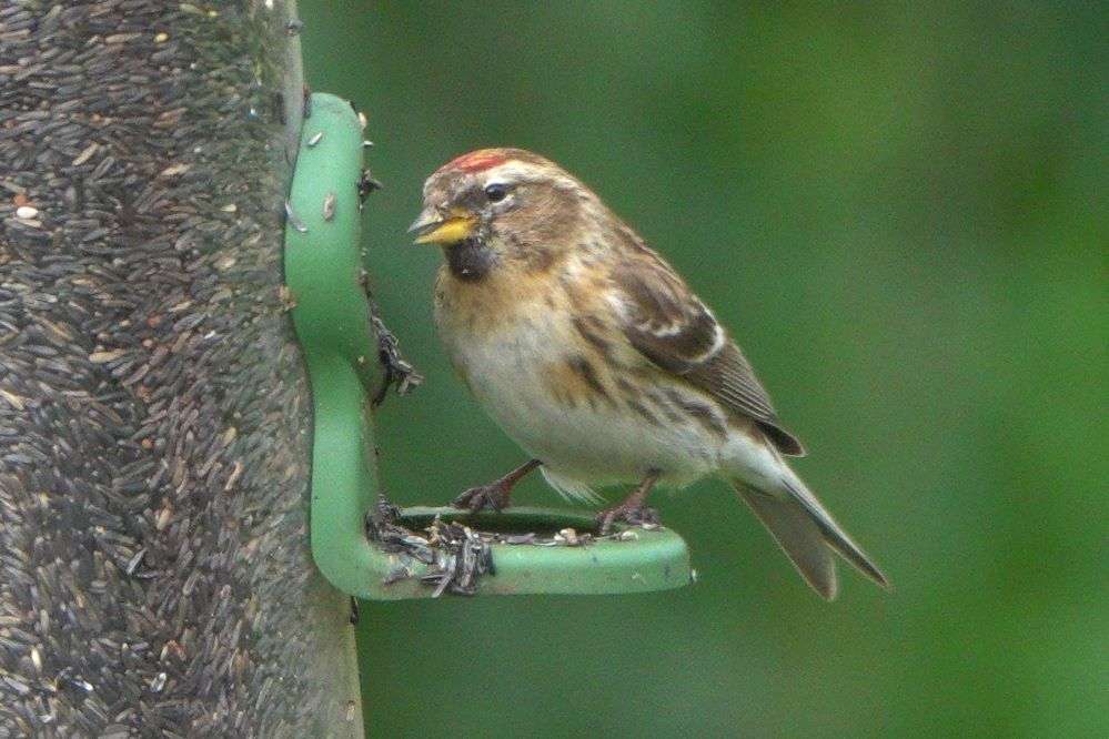 Lesser Redpoll at Talaton by John Reeves - Devon Birds