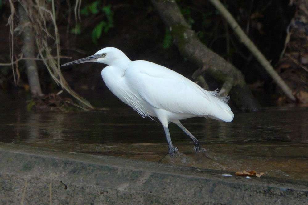Little Egret at River Otter, Fluxton Mill by John Reeves - Devon Birds