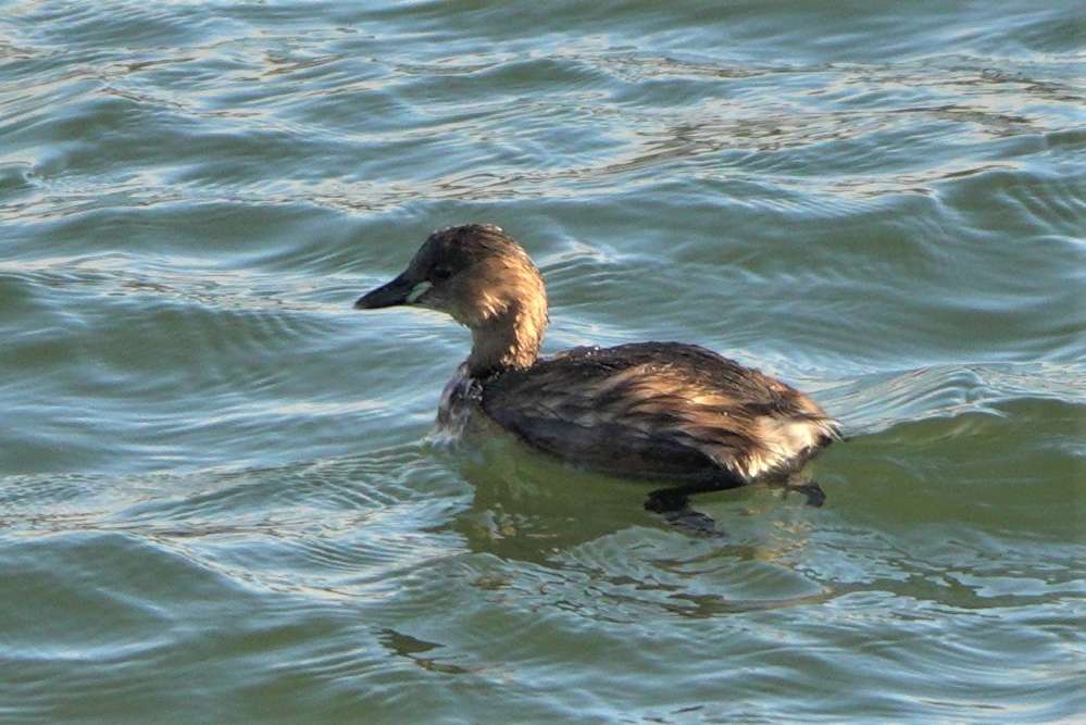 Gallery - Devon Birds