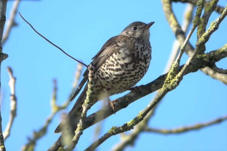 Mistle Thrush at Talaton by John Reeves - Devon Birds