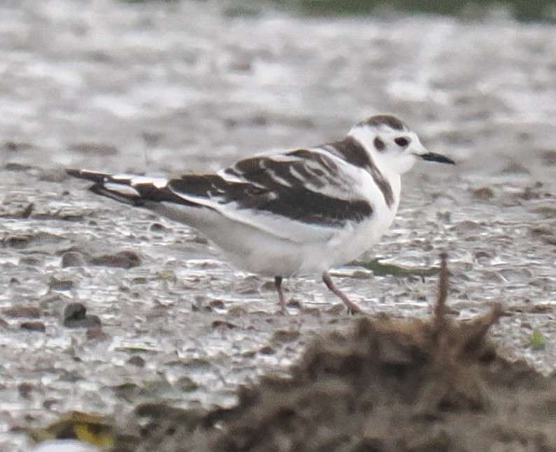 Little Gull at River Teign opposite passage house inn by michael pound - Devon Birds