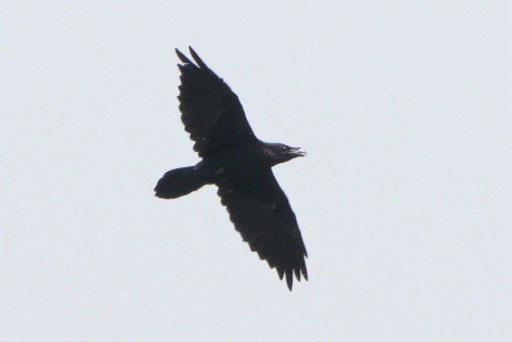 Raven at Talaton by John Reeves - Devon Birds