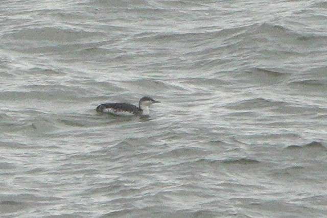 Red-throated Diver at Brandy Head by John Reeves - Devon Birds