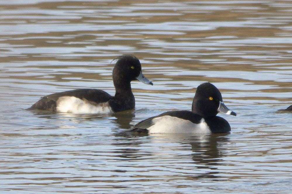 Gallery - Devon Birds