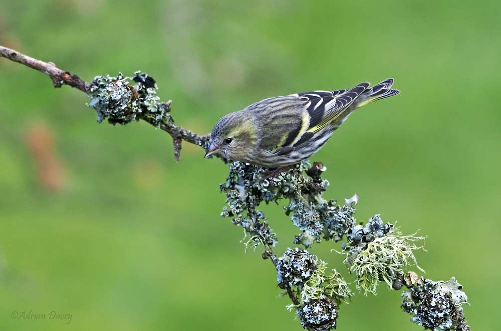 Gallery - Devon Birds
