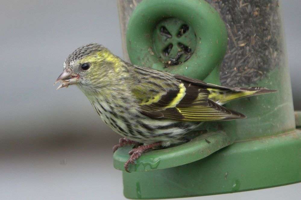 Siskin at Talaton by John Reeves - Devon Birds