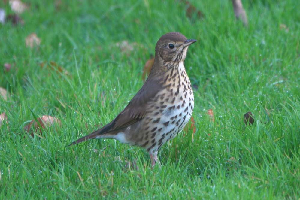 Song Thrush at Talaton by John Reeves - Devon Birds