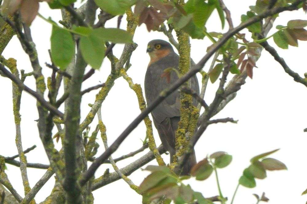 Sparrowhawk at Talaton by John Reeves - Devon Birds