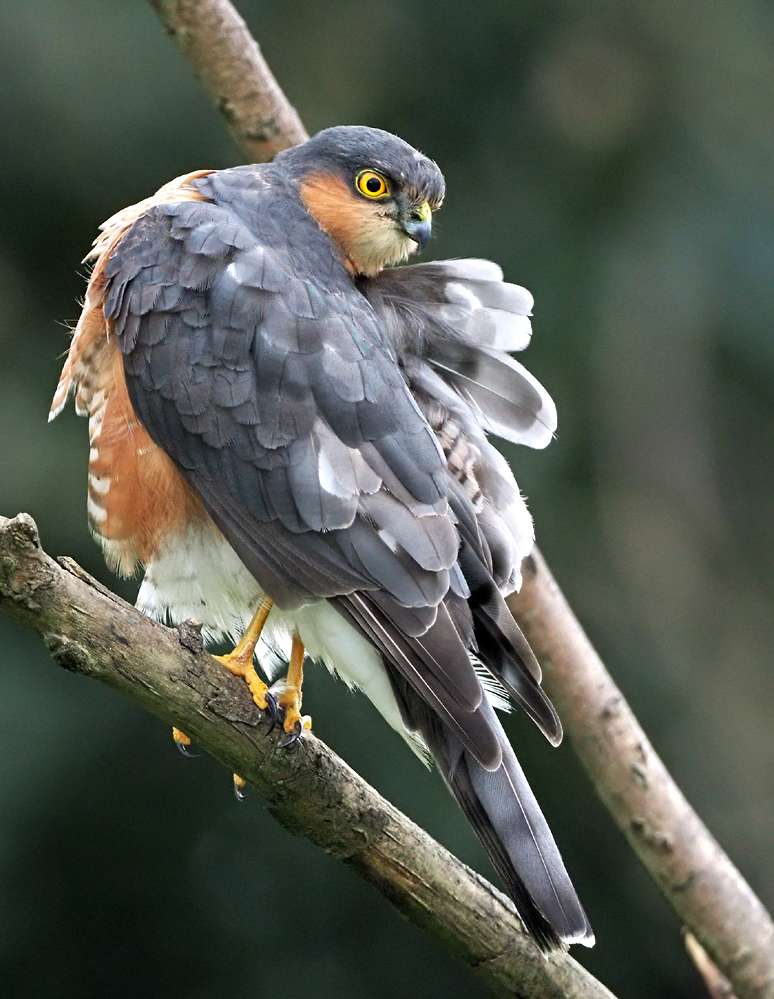 Gallery - Devon Birds