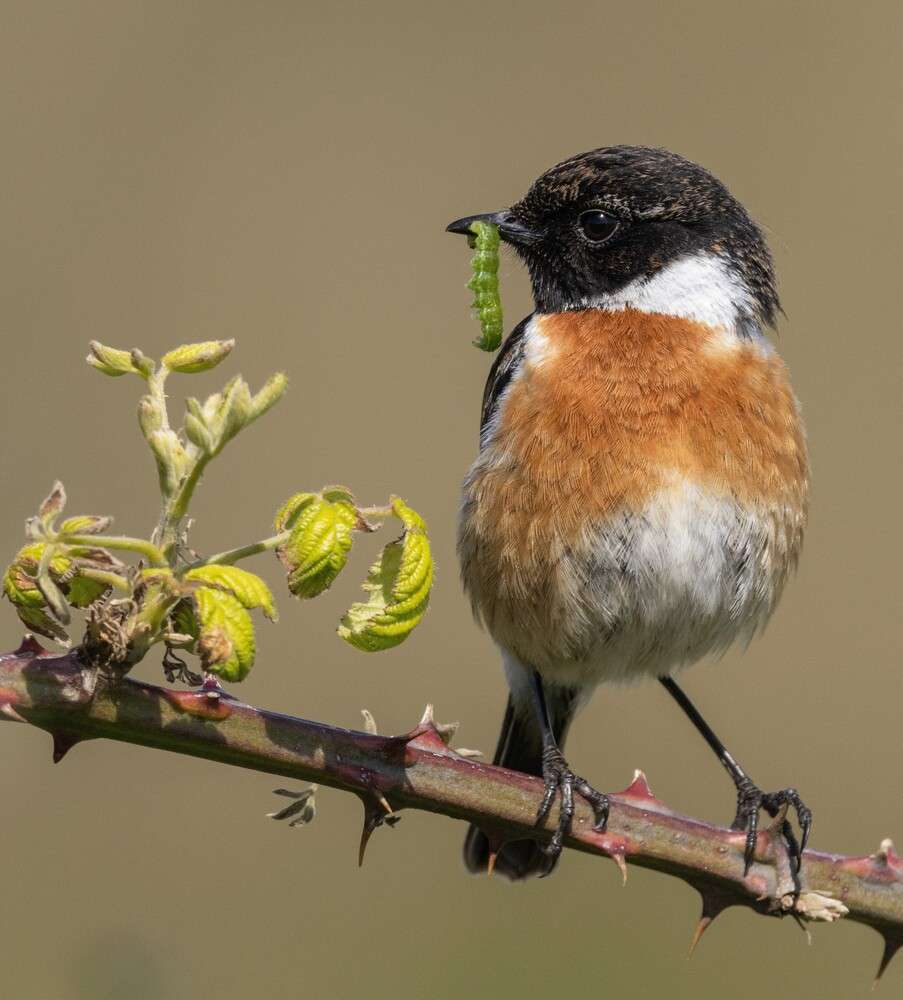 Stonechat at Instow sand dunes by Dougie Willams - Devon Birds
